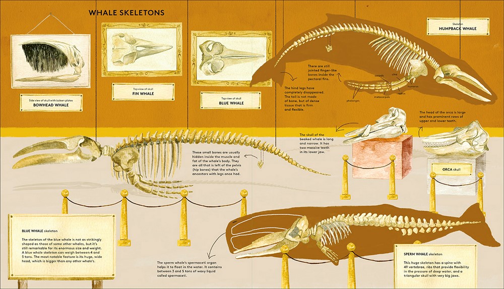 The Secret Life of Whales by Rena Ortega | 9780500652671 | Booktopia