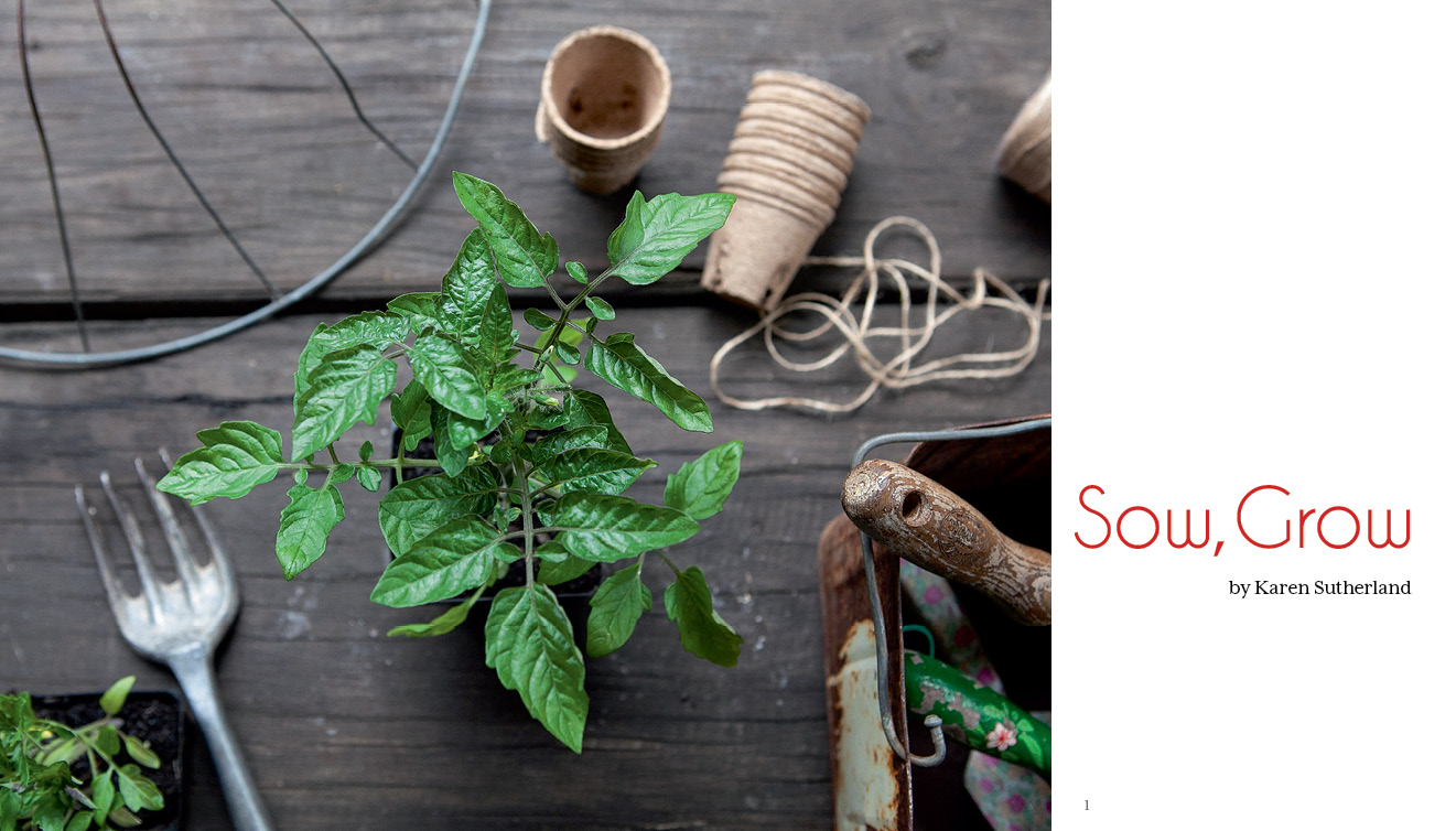 Tomato, Know, Sow, Grow, Feast by Penny Woodward | 9780646982748 ...