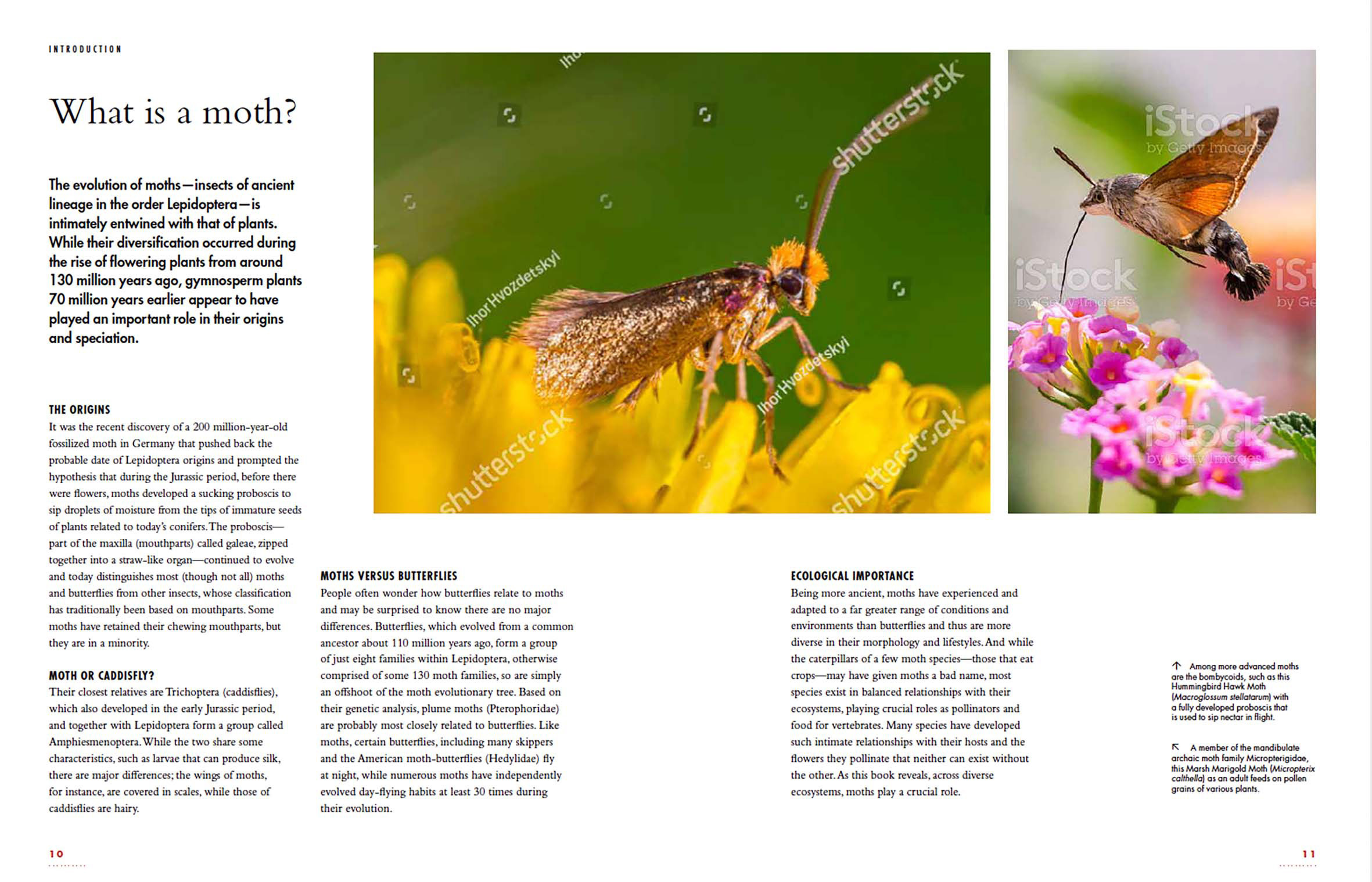 The Lives of Moths, A Natural History of Our Planet's Moth Life by ...