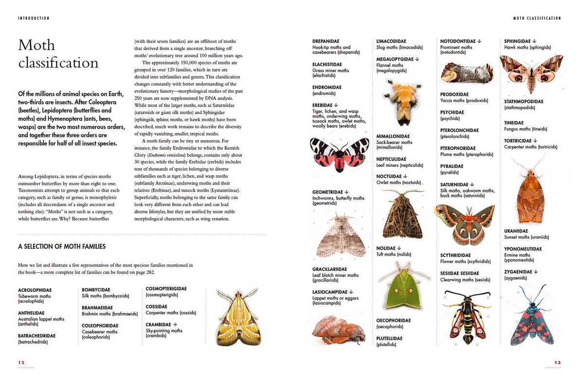 The Lives of Moths, A Natural History of Our Planet's Moth Life by ...