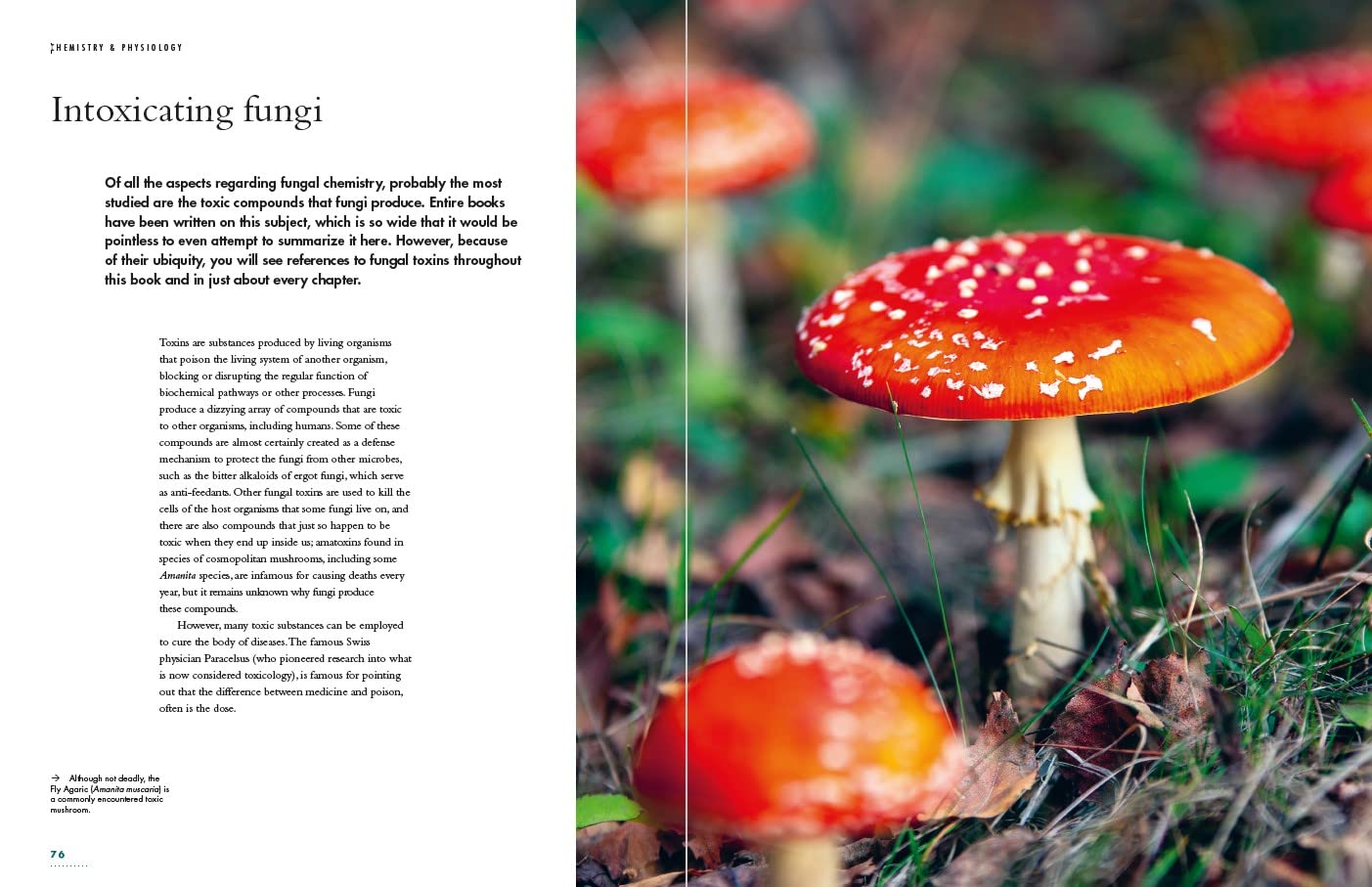 The Lives of Fungi, A Natural History of Our Planet's Decomposers by ...