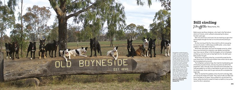 Top Dogs, A Celebration of Great Australian Working Dogs by Angela ...