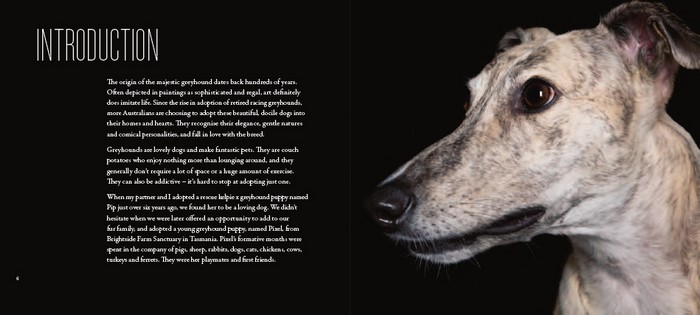 For The Love Of Greyhounds, Adopted Greyhounds and their Happy Ever ...