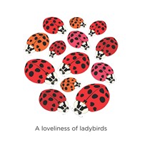 A Flamboyance of Flamingos by Jennifer Cossins | 9780734419859 | Booktopia