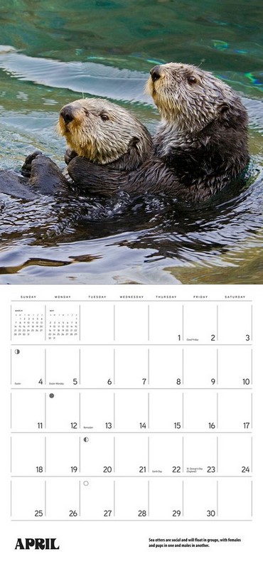 Sea Otters - 2021 Wall Calendar by Pomegranate | 9780764998249 | Booktopia