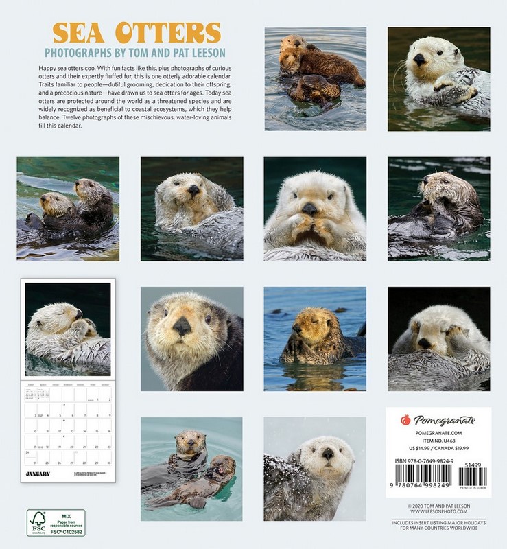 Sea Otters - 2021 Wall Calendar by Pomegranate | 9780764998249 | Booktopia