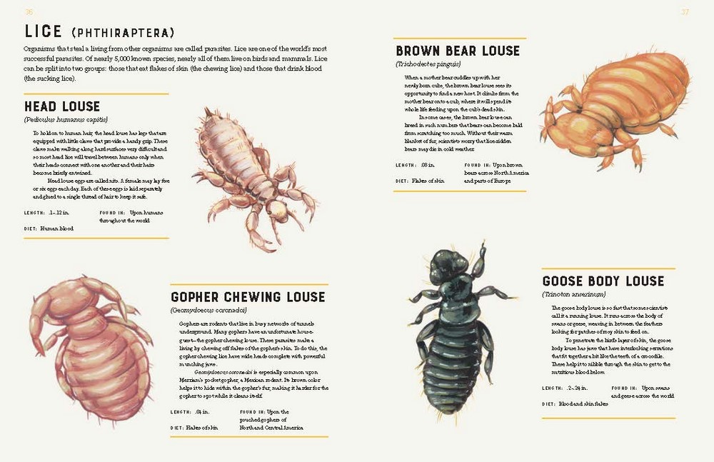 Encyclopedia of Insects, An Illustrated Guide to Nature's Most Weird ...