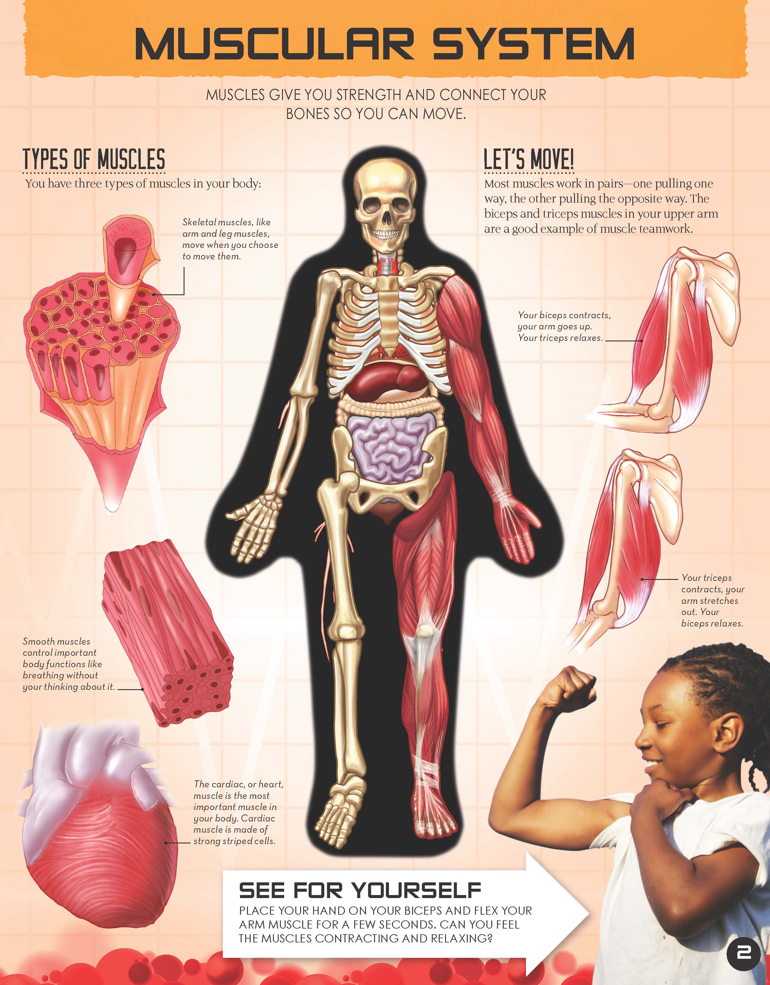 Human Body (Inside Out), Volume 1 by Luann Columbo | 9780785841982 ...