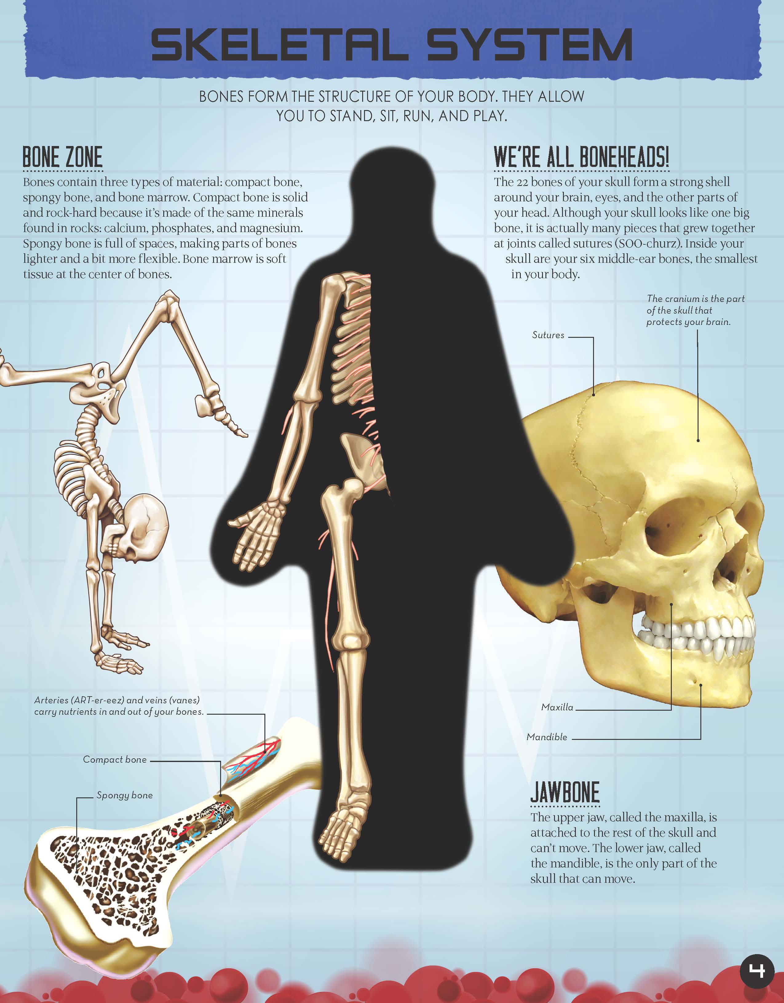 Human Body (Inside Out), Volume 1 by Luann Columbo | 9780785841982 ...