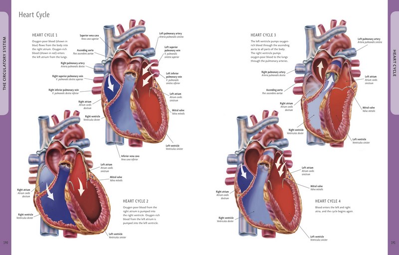 The Human Body Identification Manual, Your Body & How It Works by Dr ...
