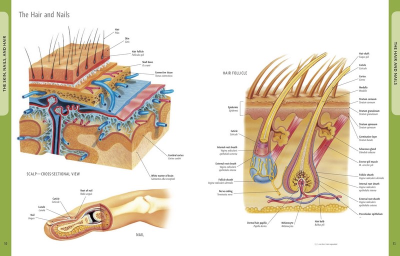 The Human Body Identification Manual, Your Body & How It Works by Dr ...