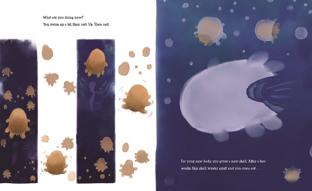 Good Eating, The Short Life of Krill by Matt Lilley | 9780884488675 ...