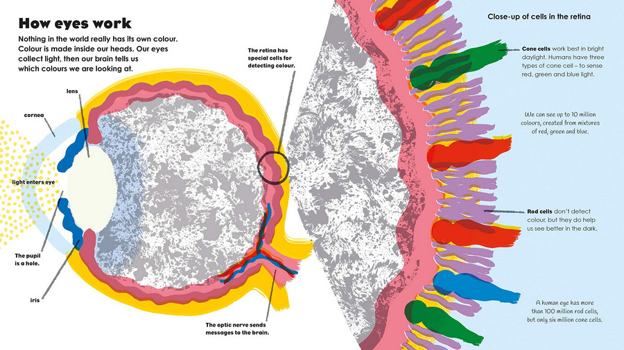 How Colour Works by Catherine Barr | 9781405292566 | Booktopia