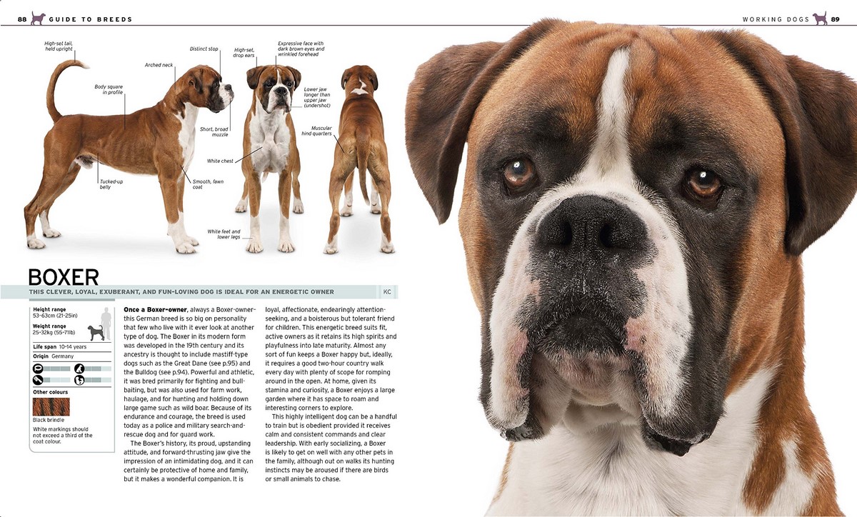 The Complete Dog Breed Guide Book by Dorling Kindersley | 9781405394666 ...