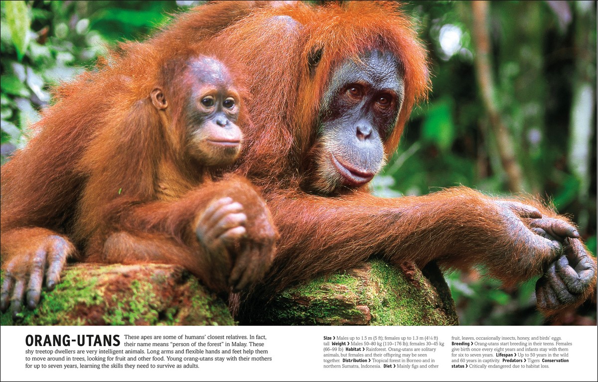 The Animal Book, A Visual Encyclopedia of Life on Earth by DK ...