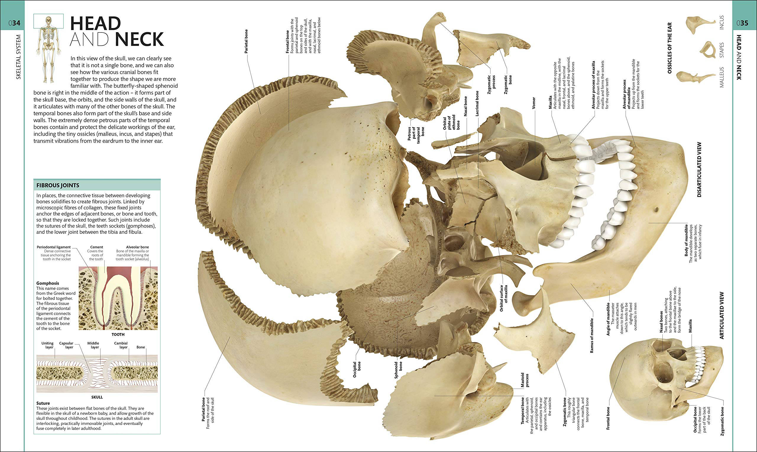 Human Anatomy, The Definitive Visual Guide by Alice Roberts ...