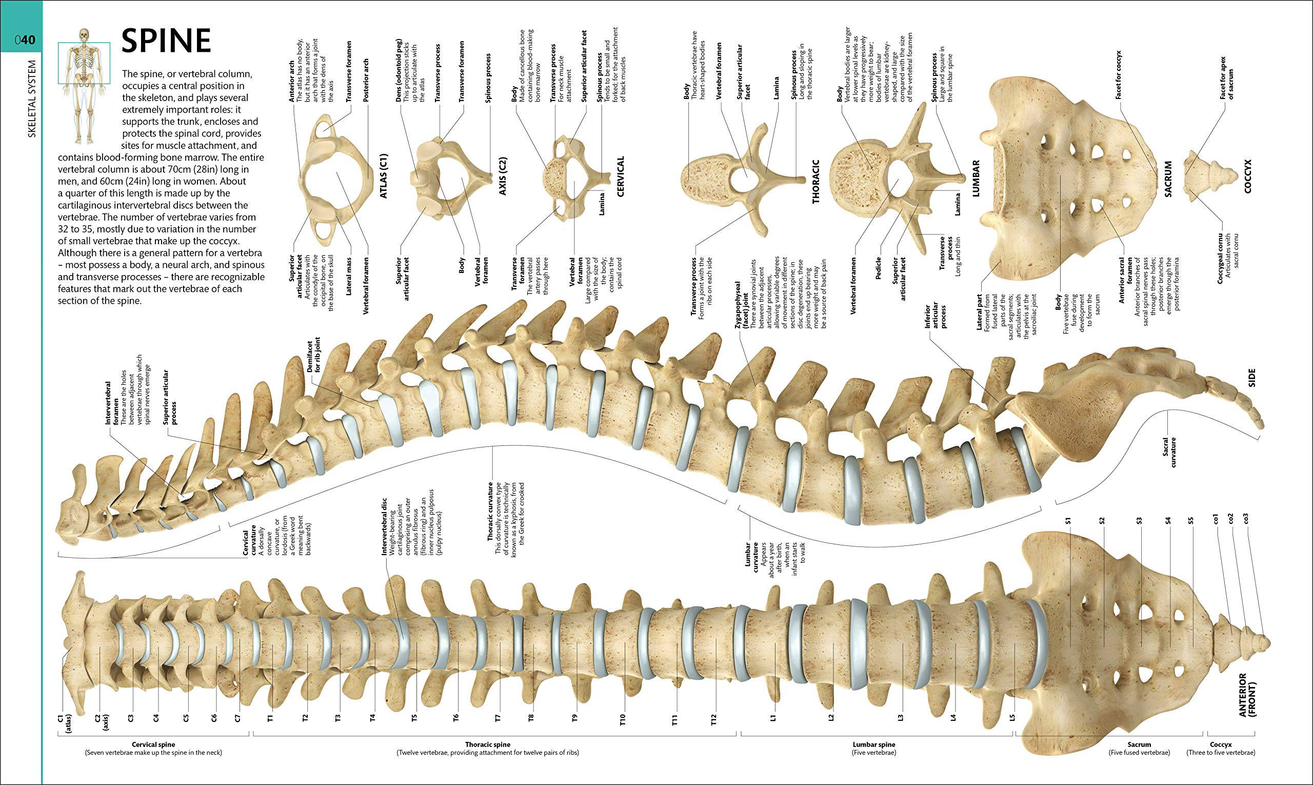 Human Anatomy, The Definitive Visual Guide by Alice Roberts ...