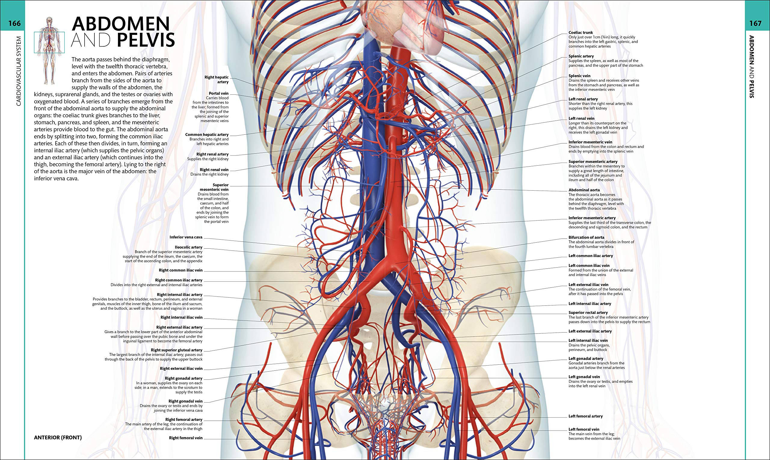 Human Anatomy, The Definitive Visual Guide by Alice Roberts ...