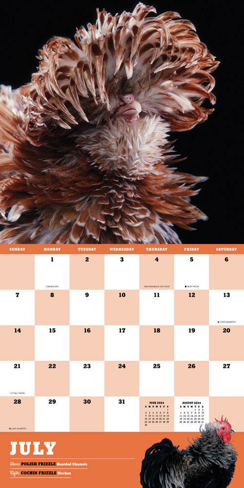 Extraordinary Chickens 2024 Wall Calendar by Stephen Green-Armytage ...