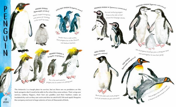 The Variety of Life by Nicola Davies | 9781444931198 | Booktopia