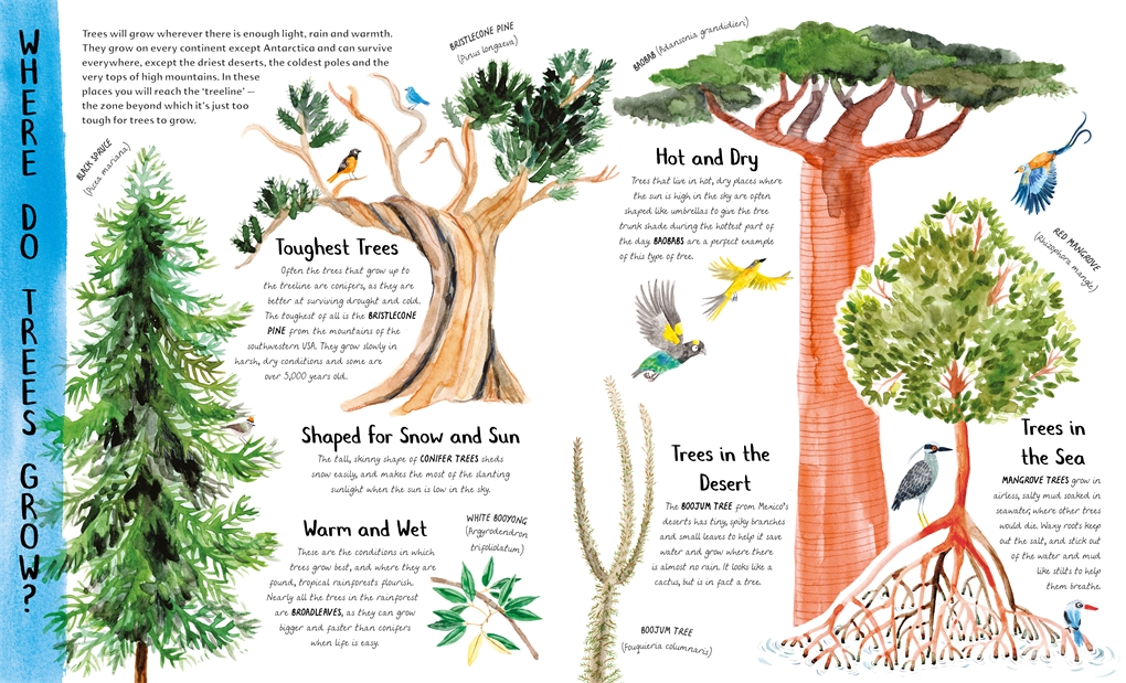 The Wonder of Trees by Nicola Davies | 9781444938197 | Booktopia