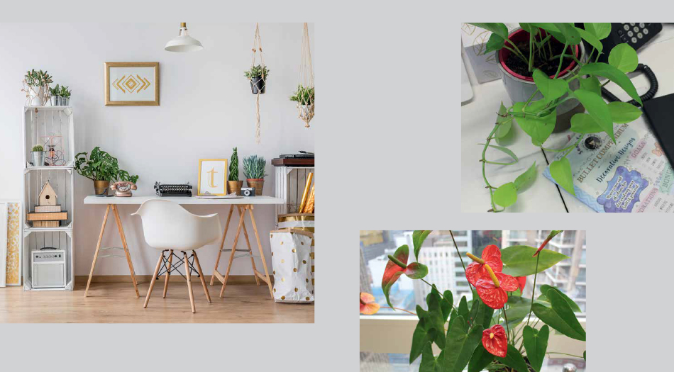 Yates Top 50 Indoor Plants And How Not To Kill Them! by Angie Thomas ...