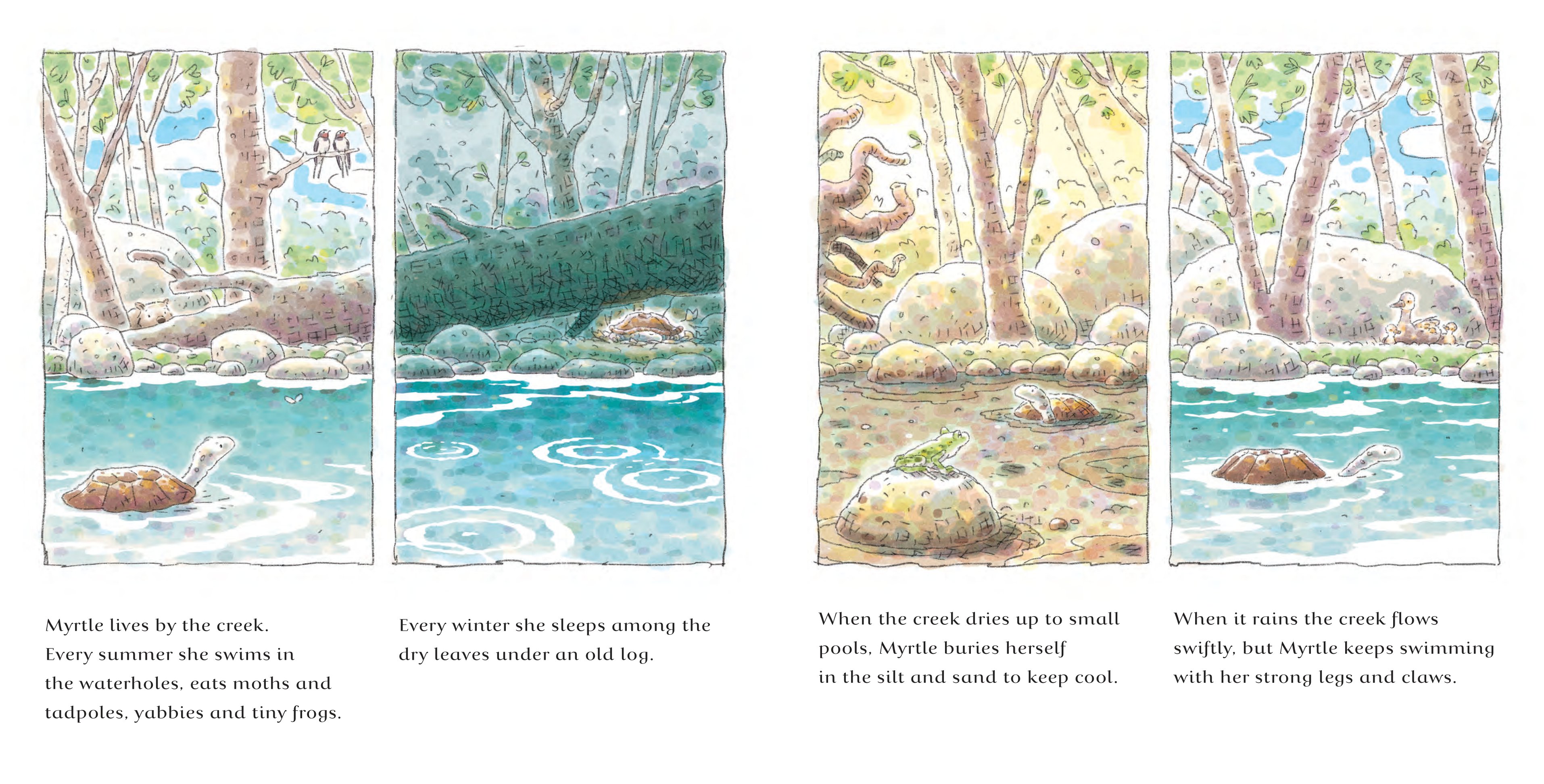 The Turtle and the Flood by Jackie French | 9781460762974 | Booktopia