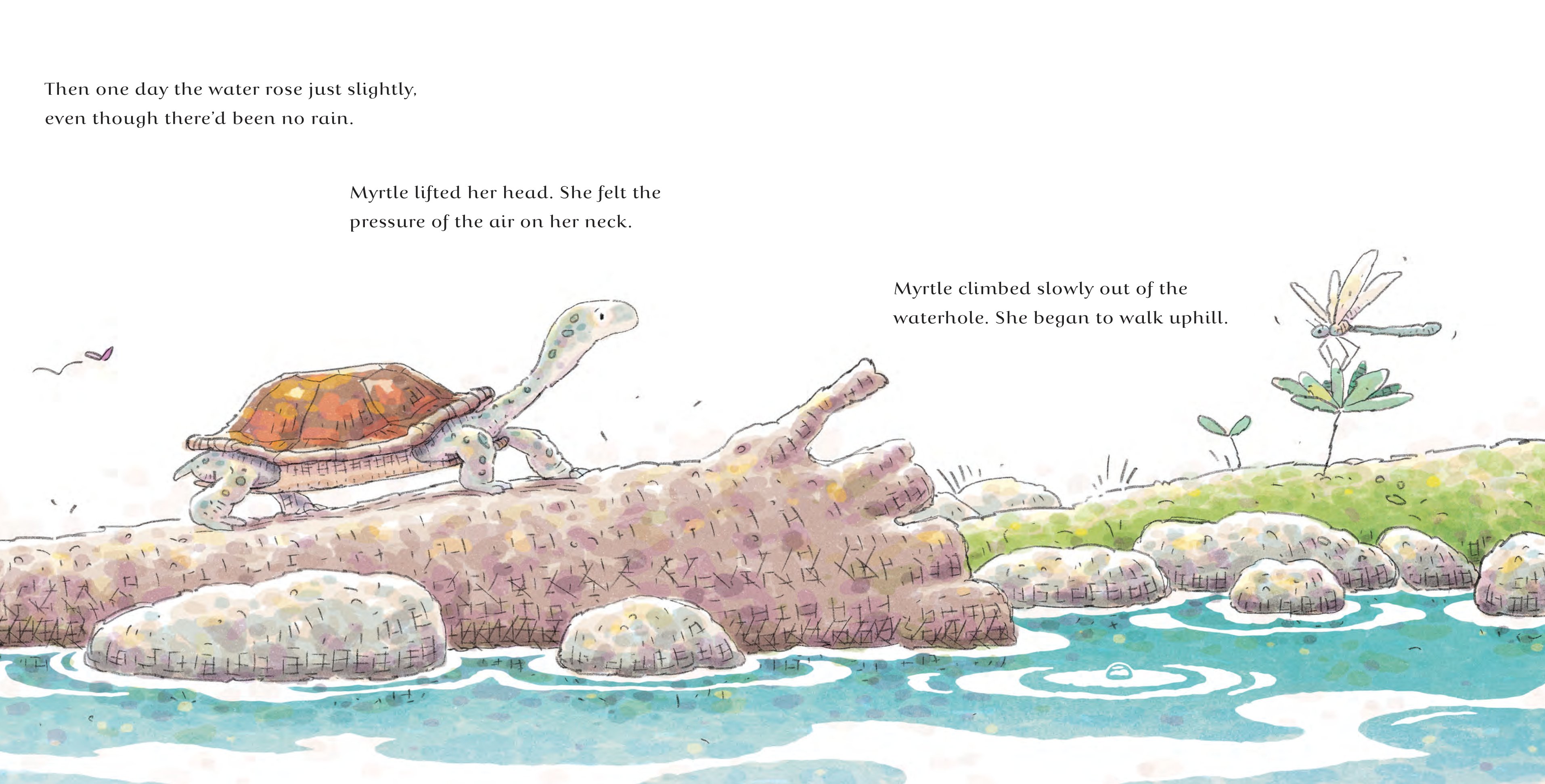 The Turtle and the Flood by Jackie French | 9781460762974 | Booktopia