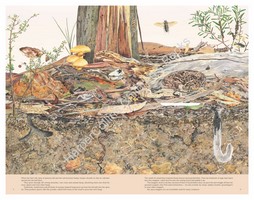 Leaf Litter 20th Anniversary Edition by Rachel Tonkin | An ...