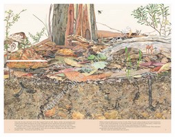 Leaf Litter 20th Anniversary Edition by Rachel Tonkin | An ...