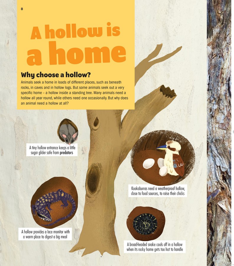 A Hollow is a Home by Abbie Mitchell | 9781486308057 | Booktopia