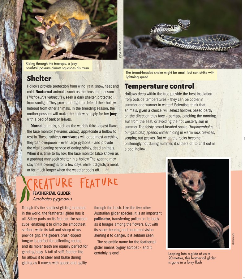 A Hollow is a Home by Abbie Mitchell | 9781486308057 | Booktopia