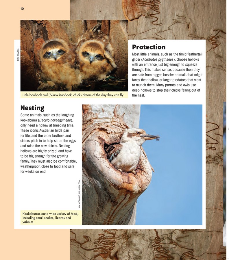 A Hollow is a Home by Abbie Mitchell | 9781486308057 | Booktopia