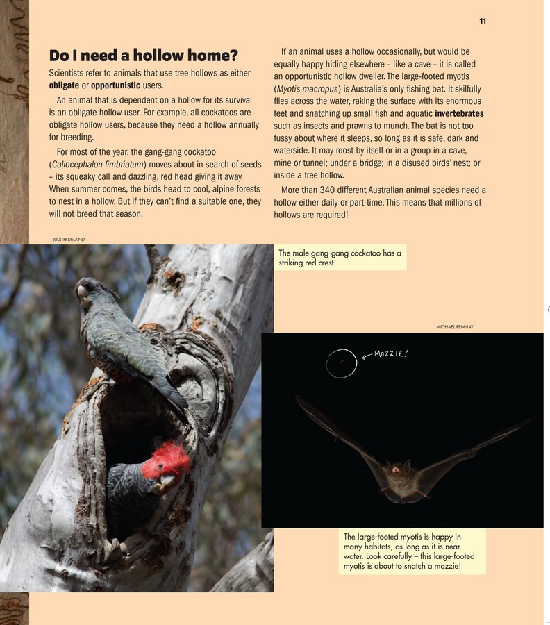 A Hollow is a Home by Abbie Mitchell | 9781486308057 | Booktopia