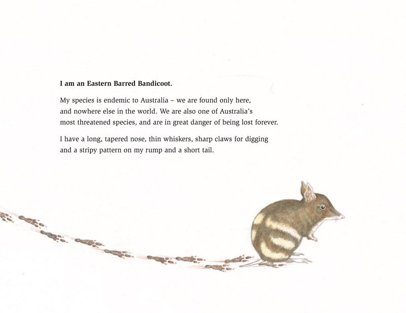 Bouncing Back, An Eastern Barred Bandicoot Story by Rohan Cleave ...
