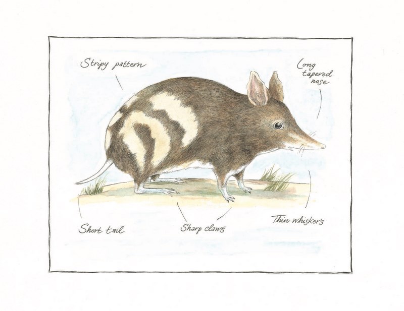 Bouncing Back, An Eastern Barred Bandicoot Story by Rohan Cleave ...