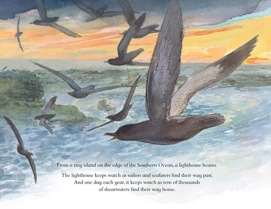 Windcatcher, Migration of the Short-tailed Shearwater by Diane Jackson ...