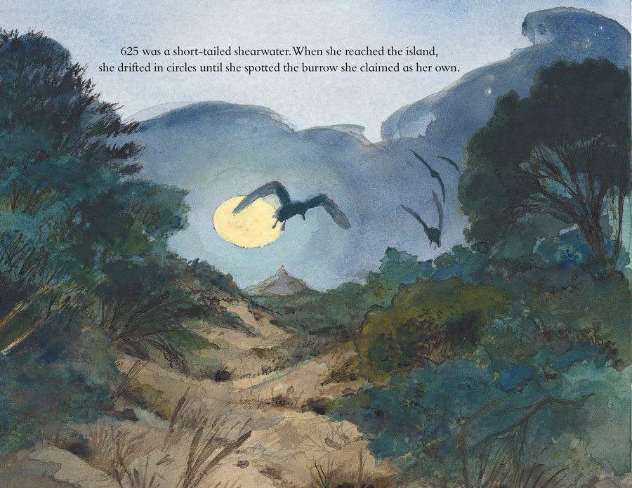 Windcatcher, Migration of the Short-tailed Shearwater by Diane Jackson ...