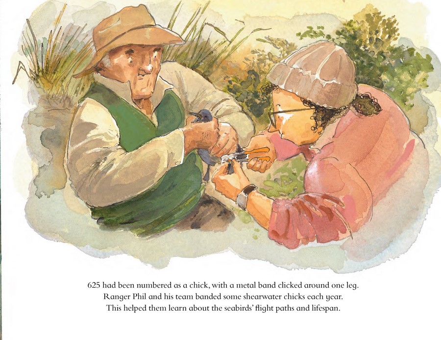 Windcatcher, Migration of the Short-tailed Shearwater by Diane Jackson ...