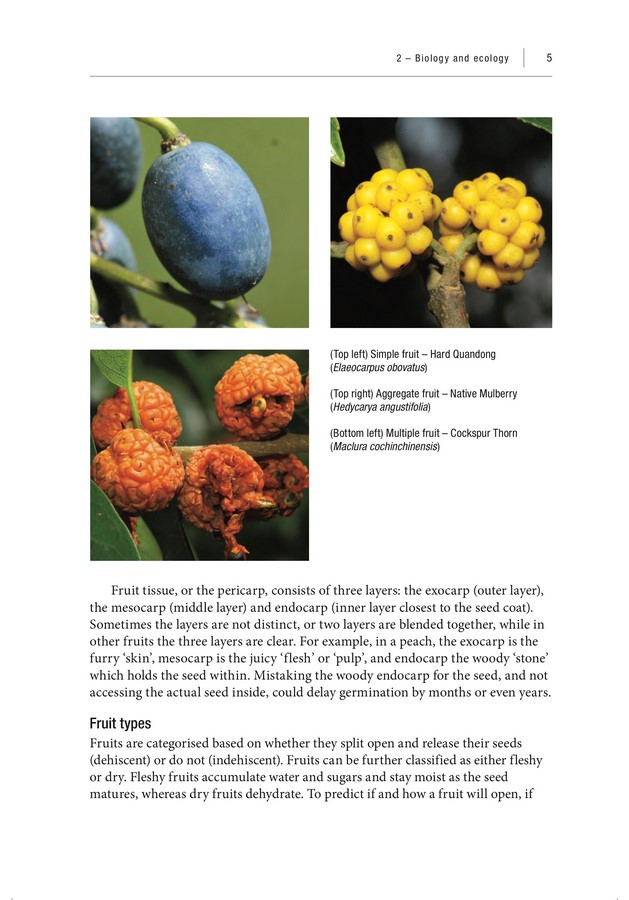 Australian Rainforest Seeds, A Guide to Collecting, Processing and ...