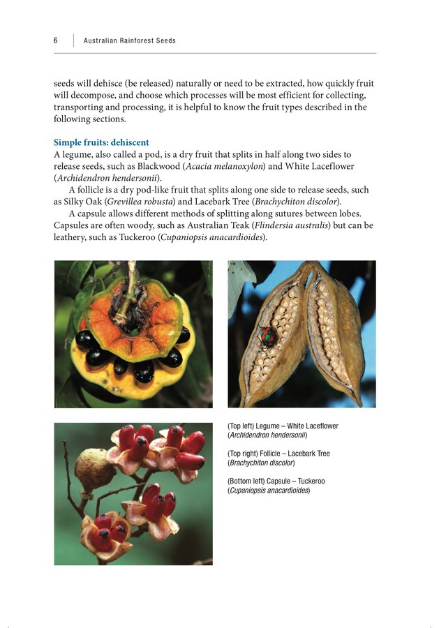 Australian Rainforest Seeds, A Guide to Collecting, Processing and ...