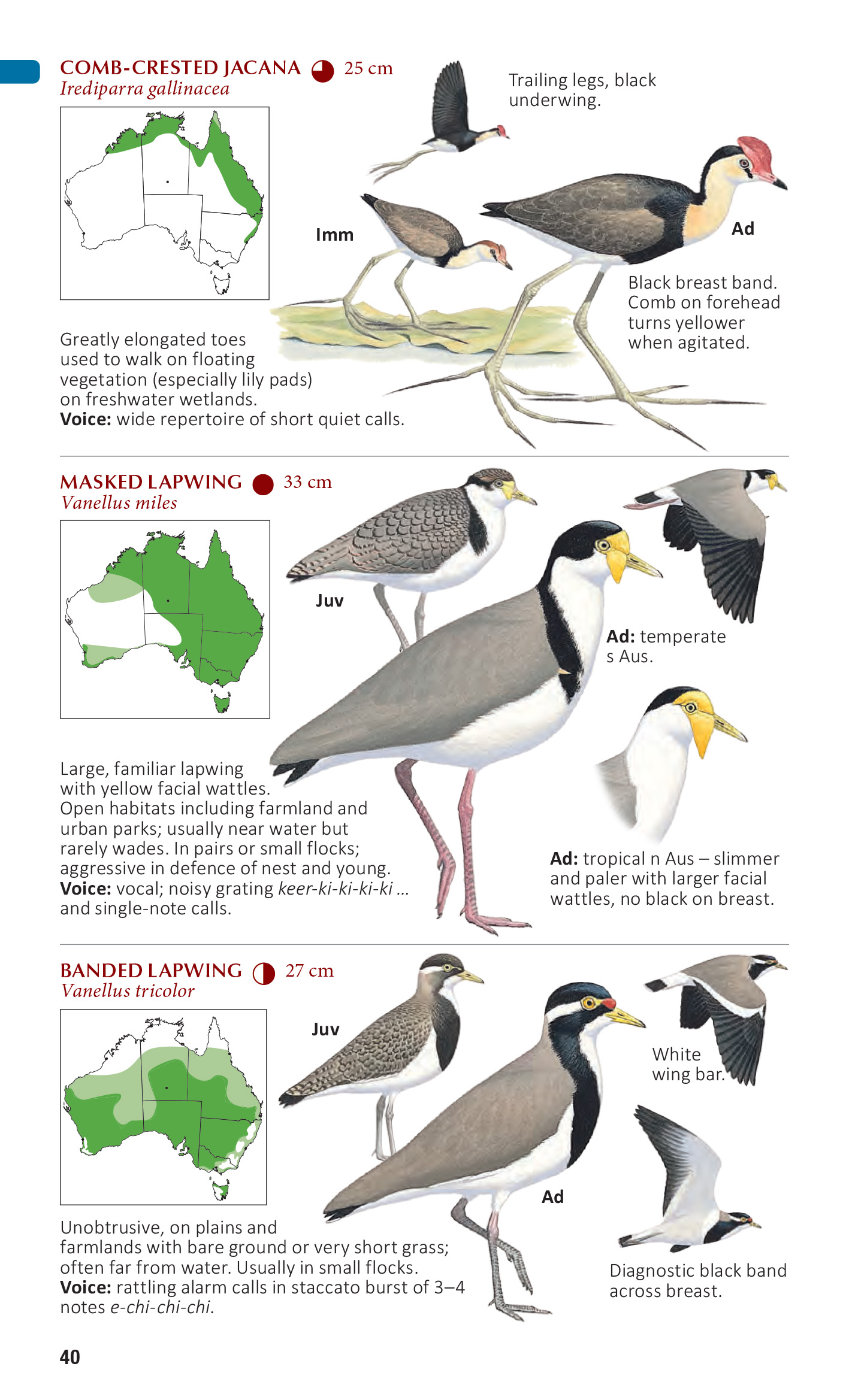 The Compact Australian Bird Guide by Jeff Davies | 9781486312245 ...