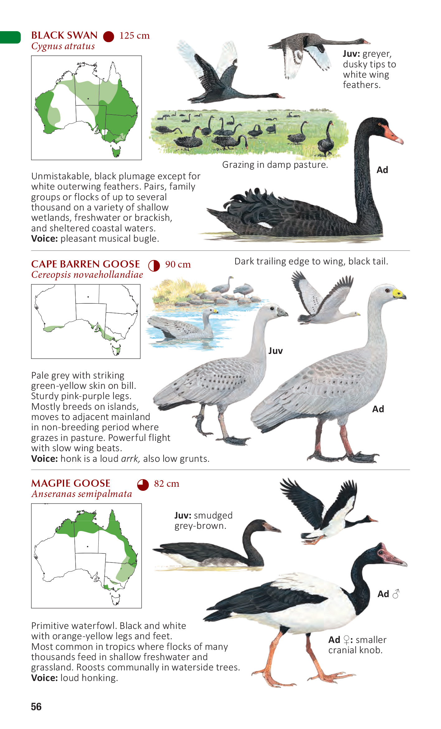 The Compact Australian Bird Guide by Jeff Davies | 9781486312245 ...