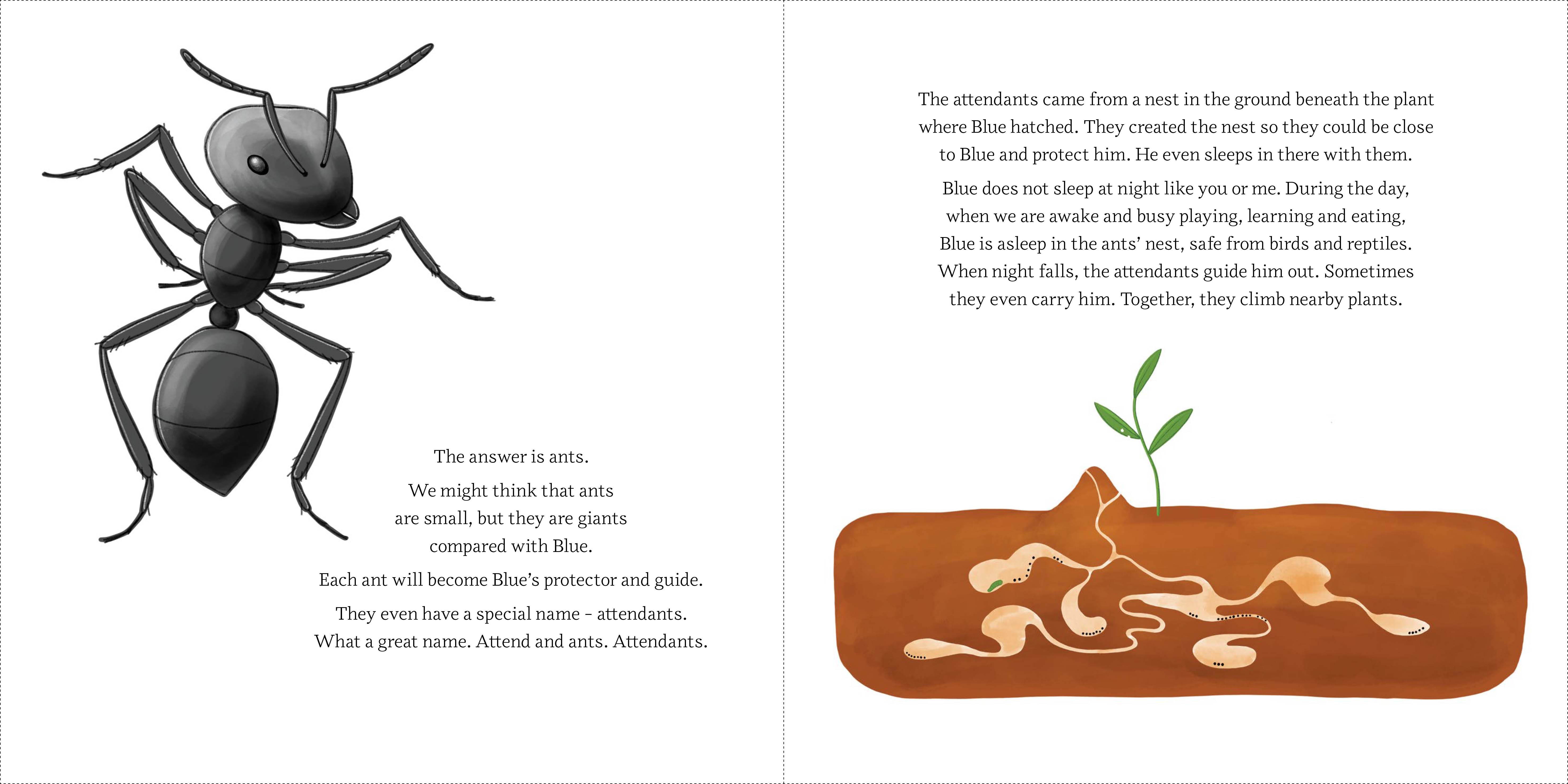 The Butterfly and the Ants by Kate McCabe | 9781486313471 | Booktopia