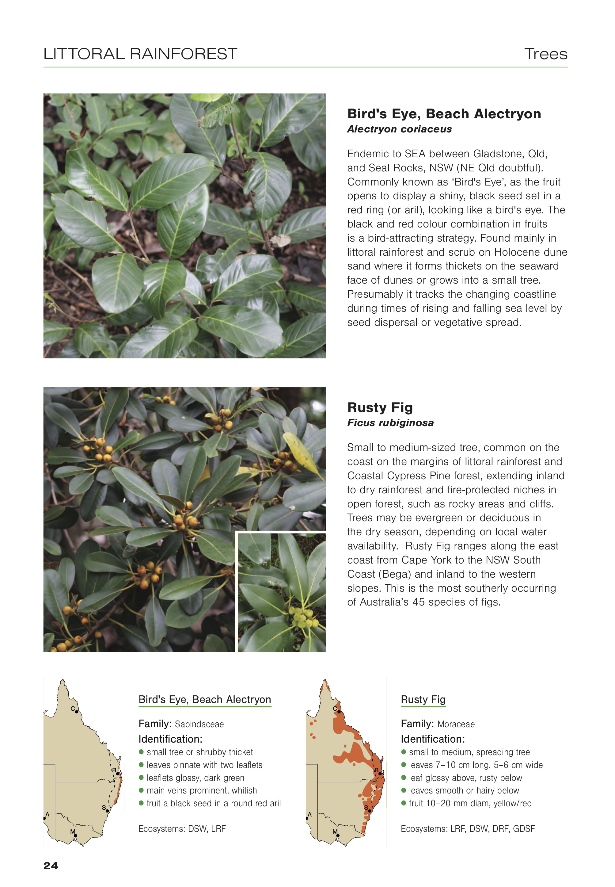 Plants of Subtropical Eastern Australia by Andrew Benwell ...