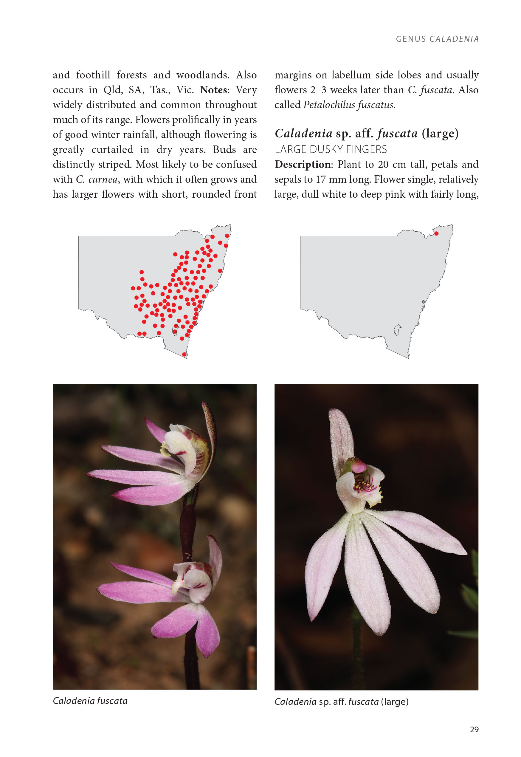 Guide to Native Orchids of NSW and ACT by Lachlan M. Copeland ...