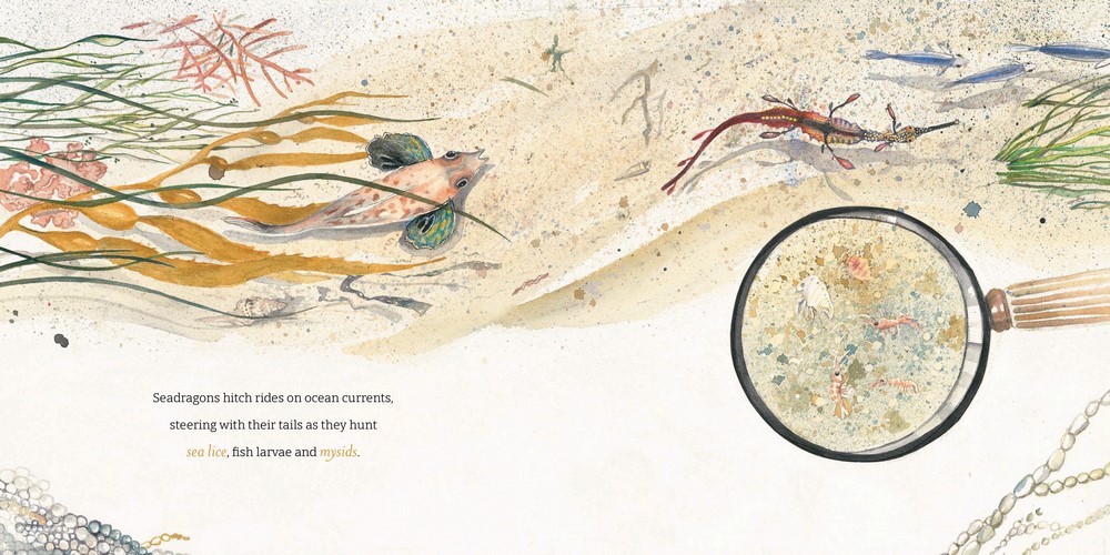 The Way of the Weedy Seadragon by Anne Morgan | 9781486313952 | Booktopia