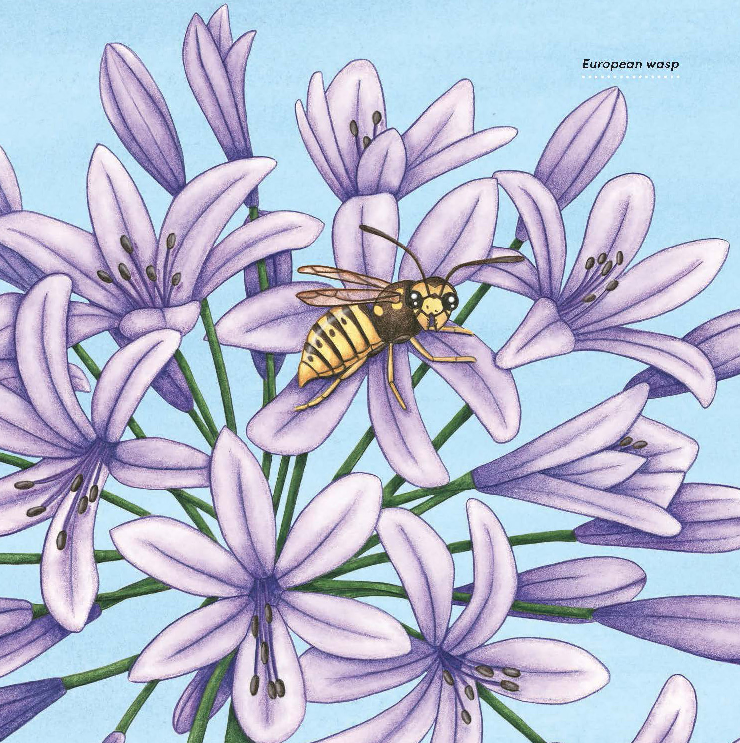 Wonderful Wasps by Katrina Germein | 9781486315734 | Booktopia