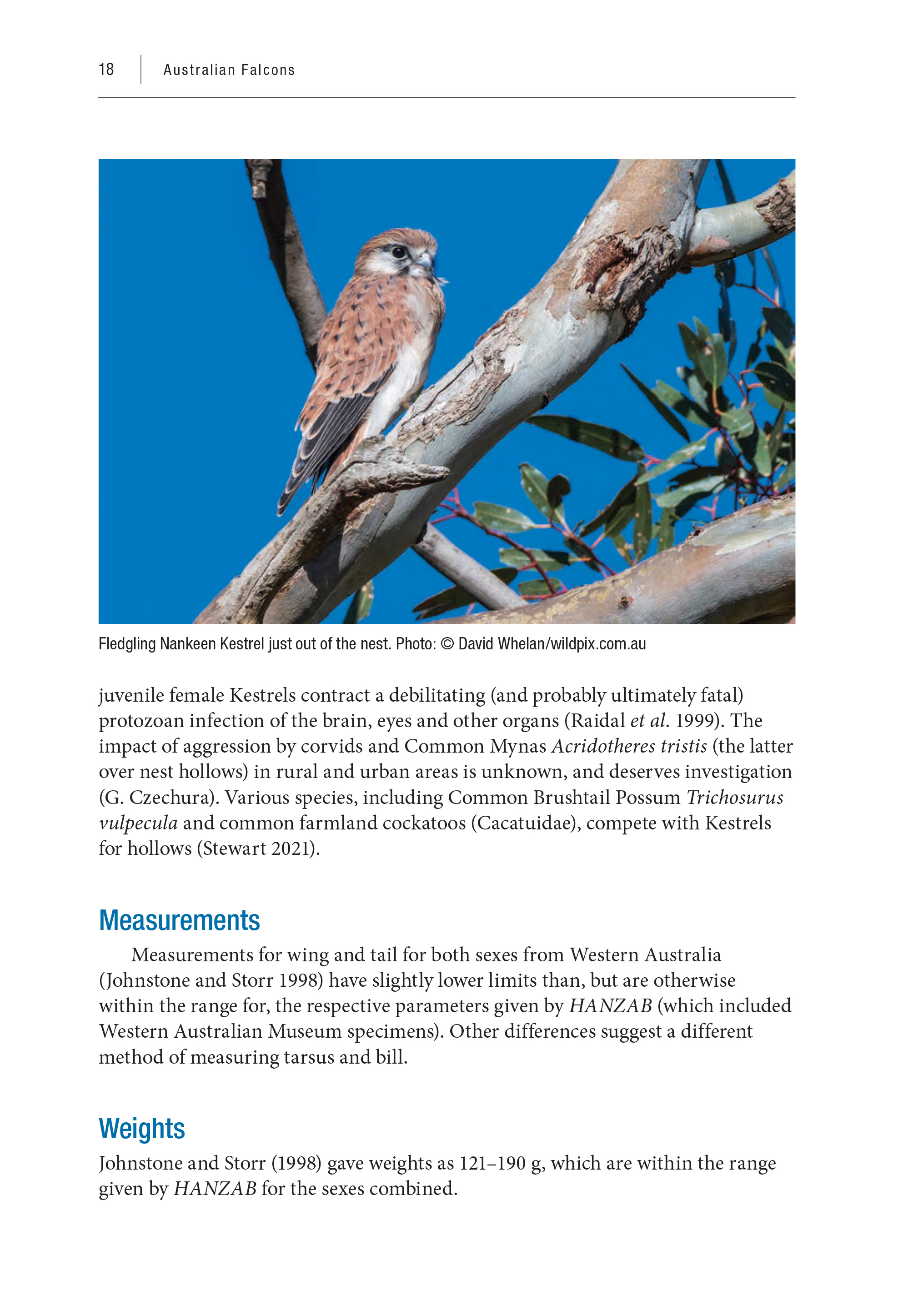 Australian Falcons, Ecology, Behaviour and Conservation by Stephen ...