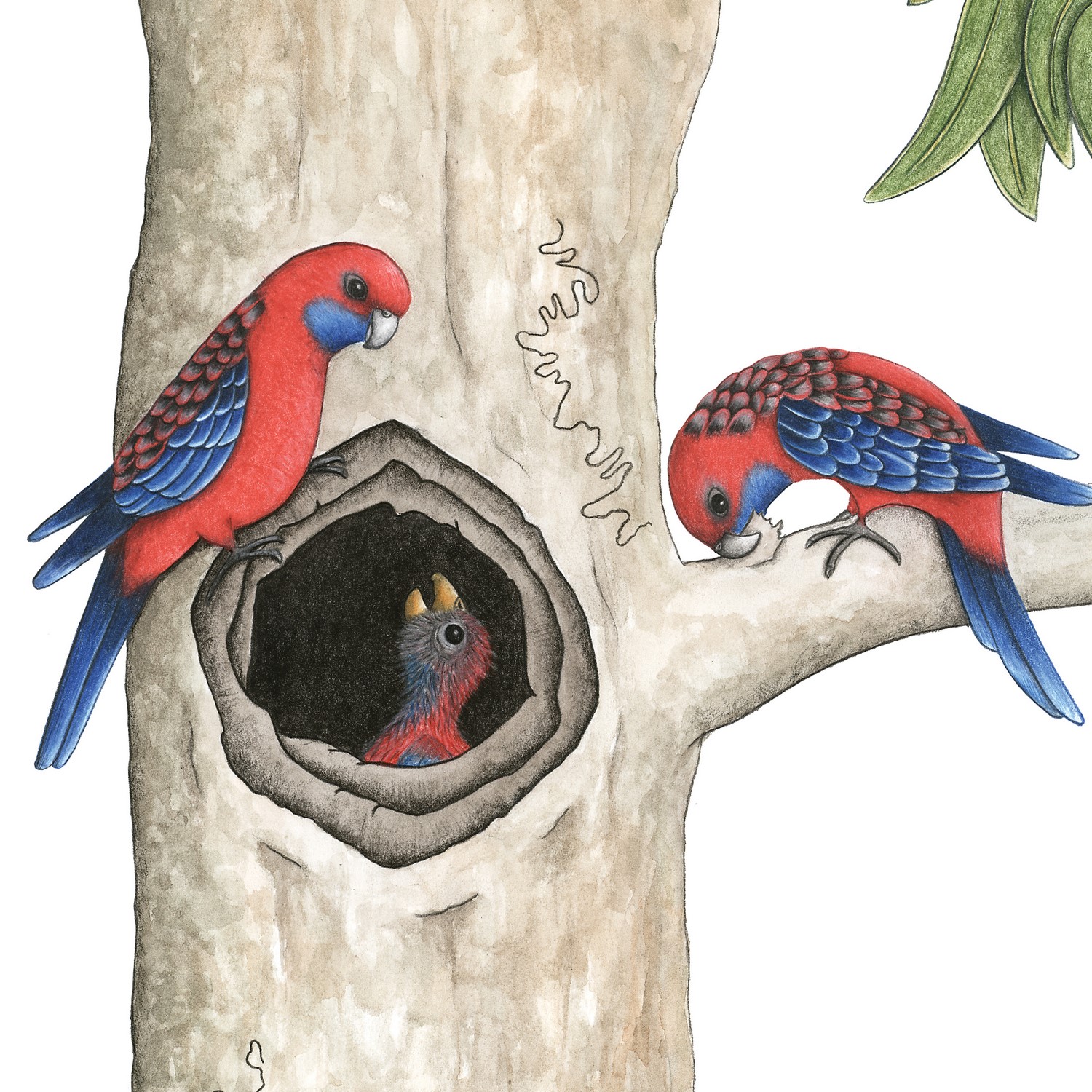 Life in a Hollow by David Gullan | 9781486316342 | Booktopia